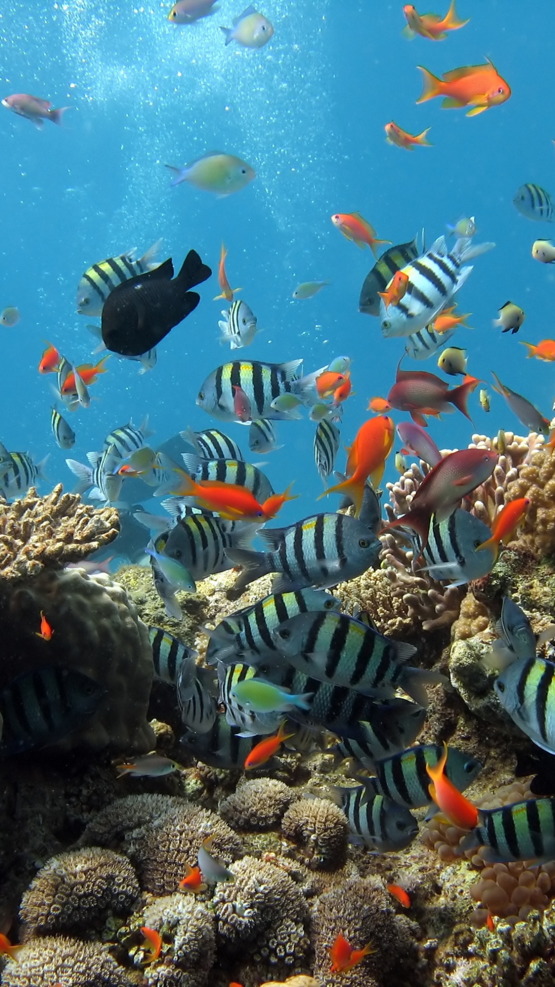 Underwater Wallpaper Underwater Ocean Fish 52295 1080x1920 Supportive 