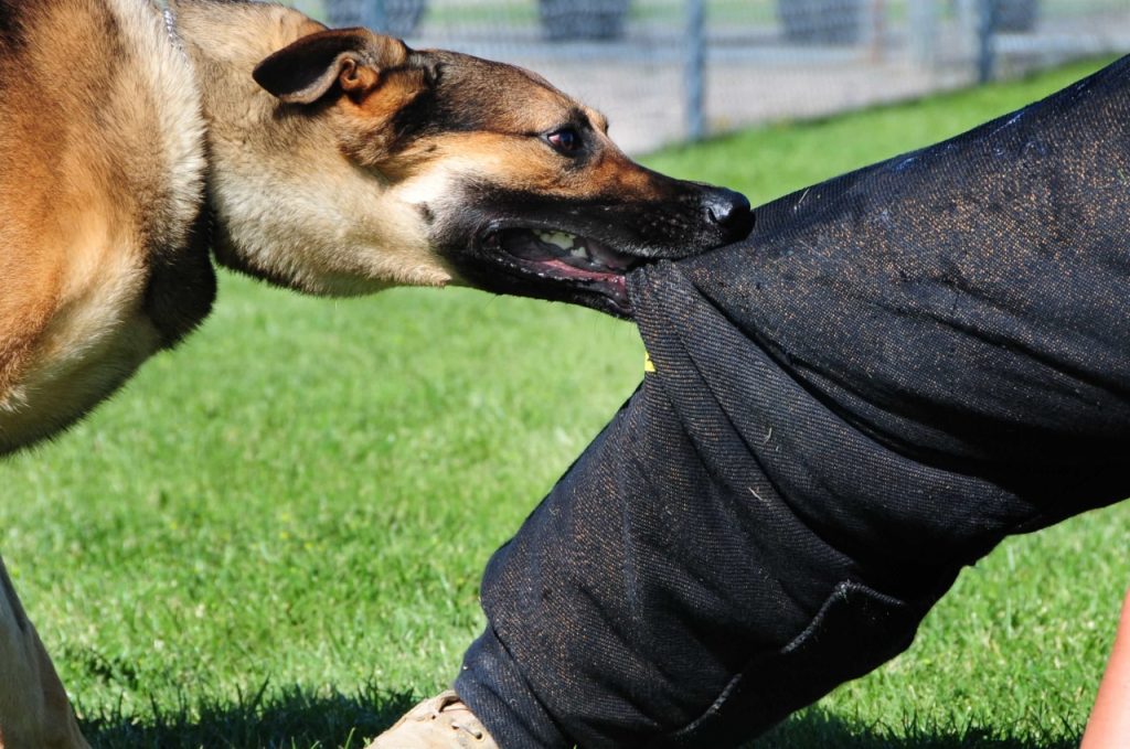 What Should You Do If A Dog Bites Your Kid what-should-you-do-if-a-dog-bites-your-kid